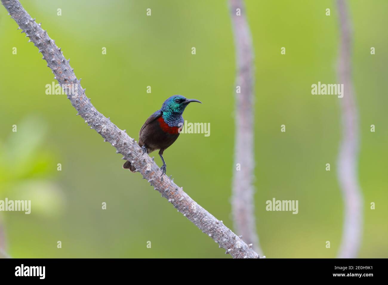 Indian Sunbird High Resolution Stock Photography and Images - Alamy