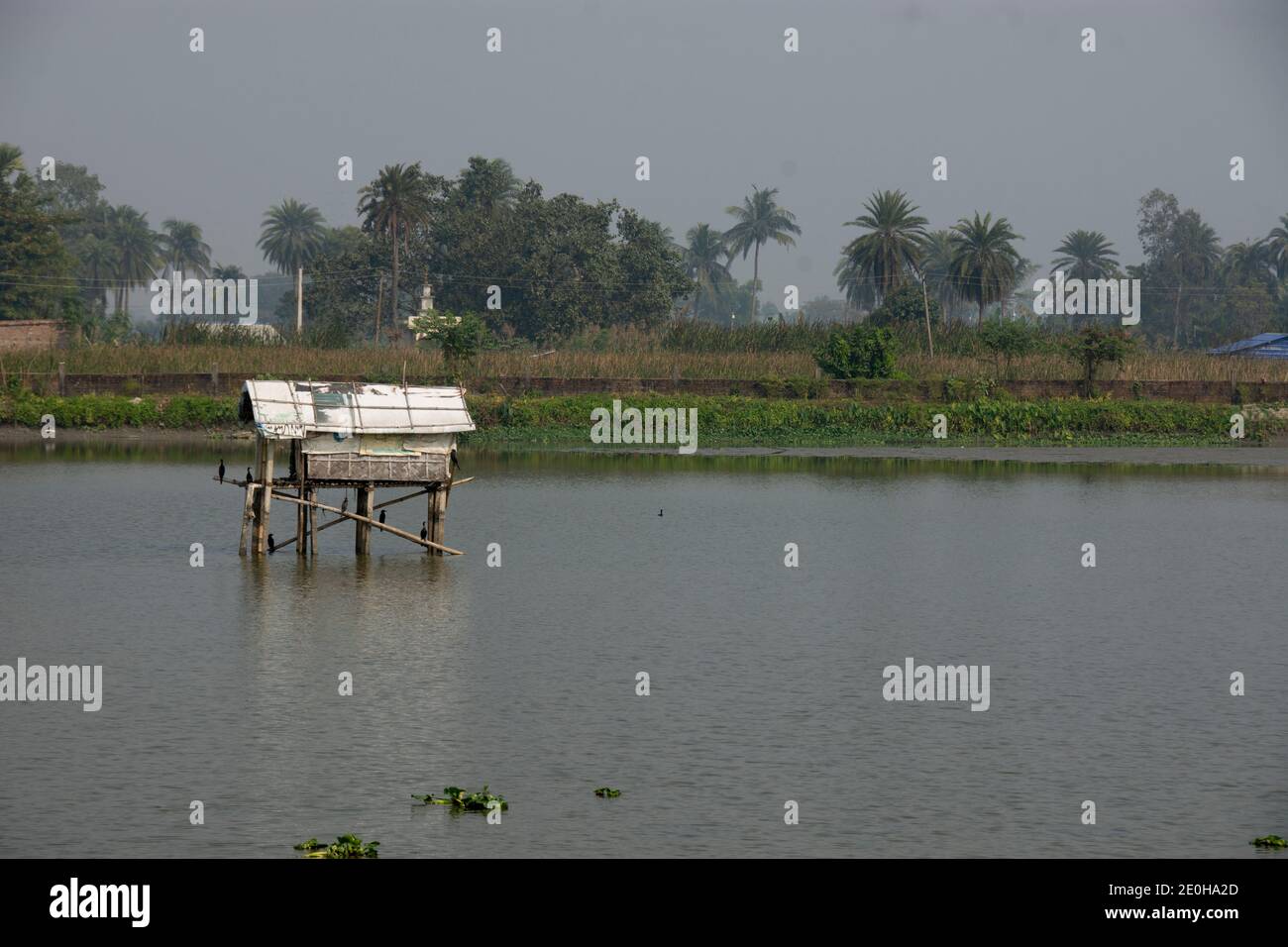 prawn cultivation firm at sundarban of west bengal Stock Photo - Alamy