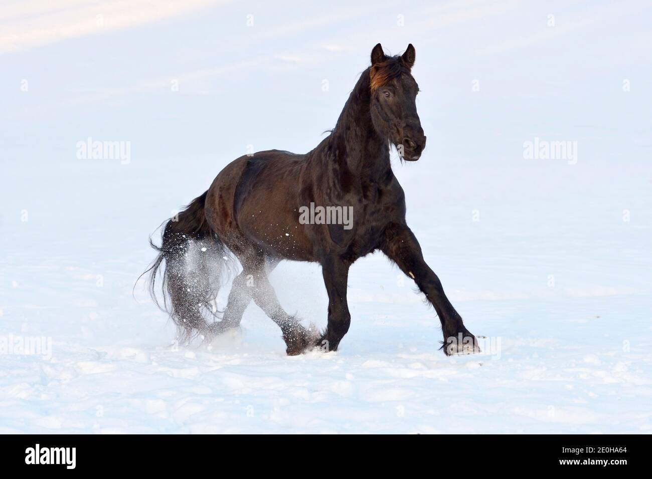 Friesian horse in winter Stock Photo - Alamy