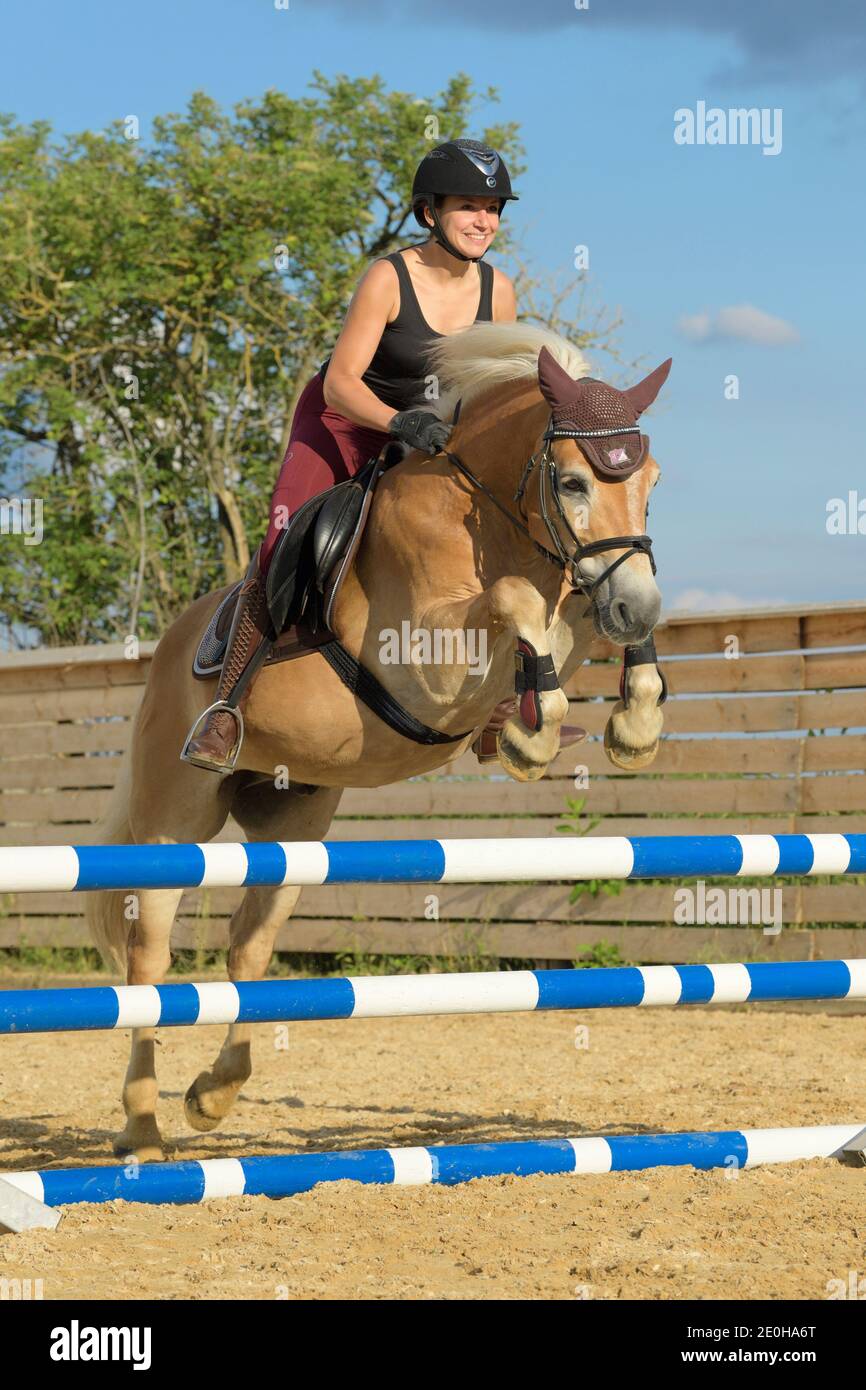 Haflinger jumping hi-res stock photography and images - Alamy