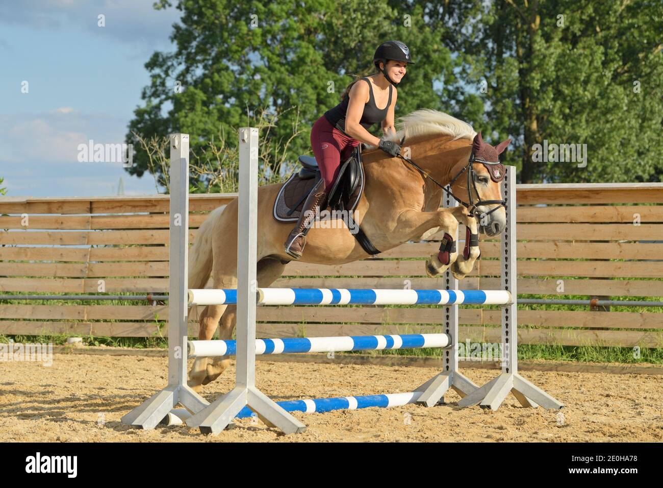 Haflinger Horse Jumping High Resolution Stock Photography and Images ...