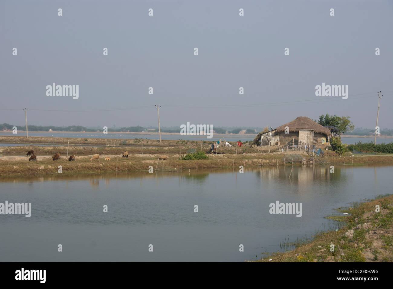 Prawn cultivation pond hi-res stock photography and images - Alamy