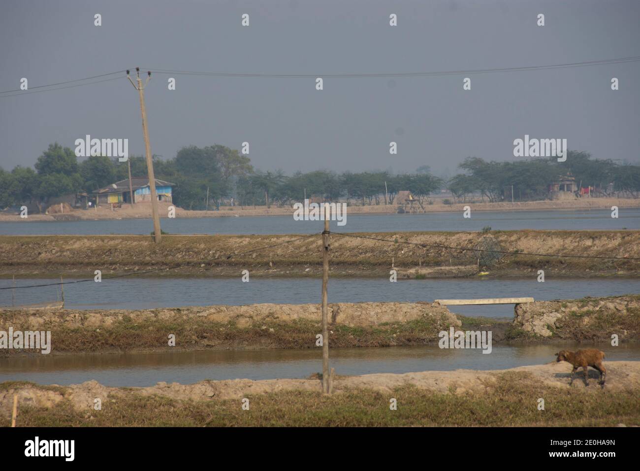 prawn cultivation firm at sundarban of west bengal Stock Photo - Alamy