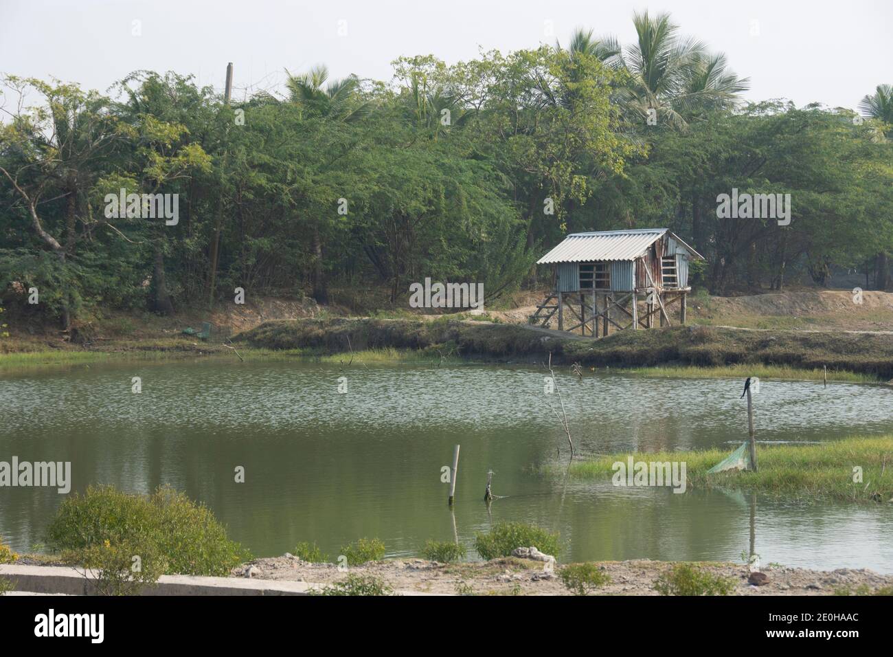 prawn cultivation firm at sundarban of west bengal Stock Photo - Alamy