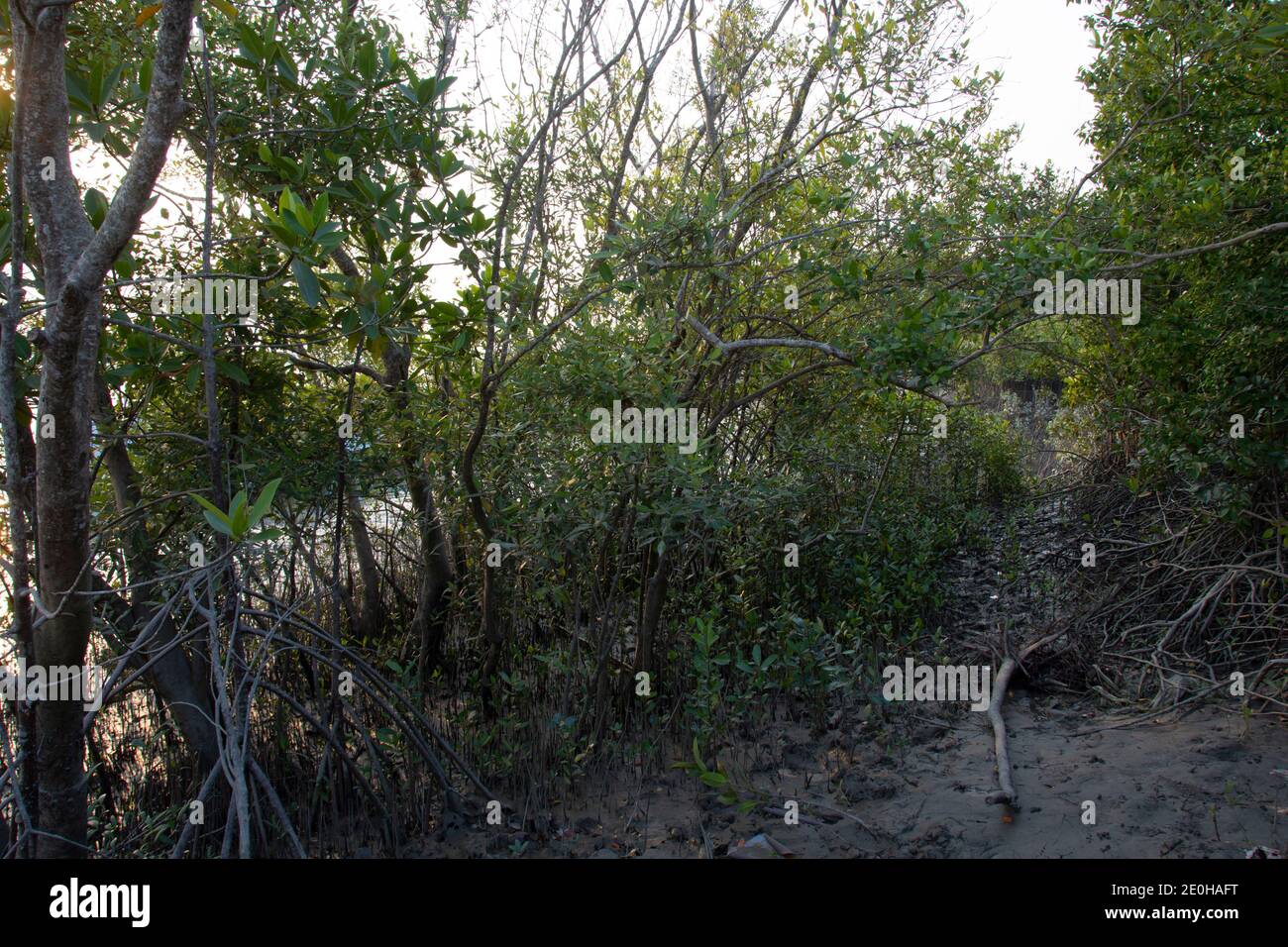 Sundarban mangrove forest hi-res stock photography and images - Alamy