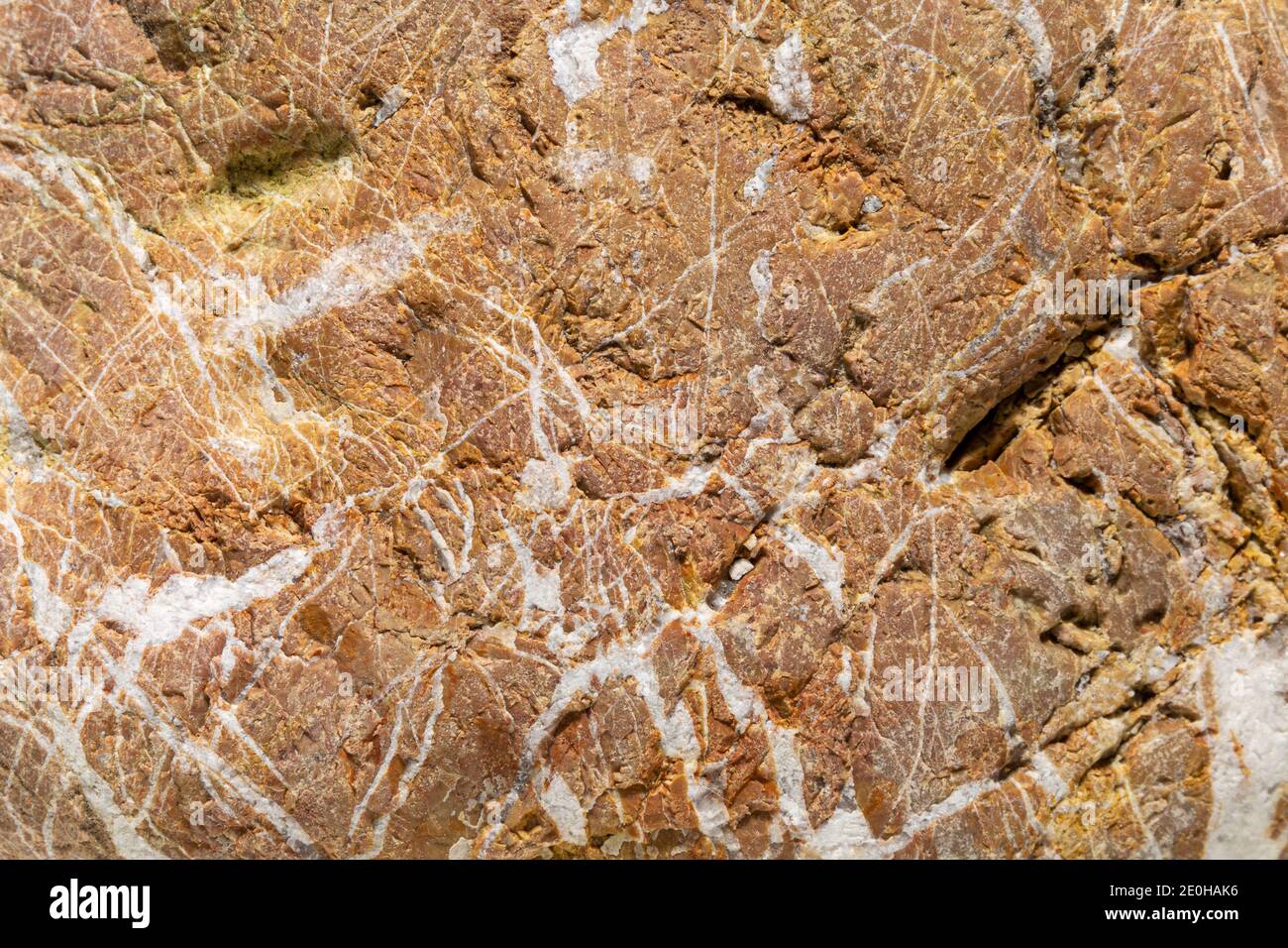 detail of a colorful sea stone, ideal for backgrounds and textures ...