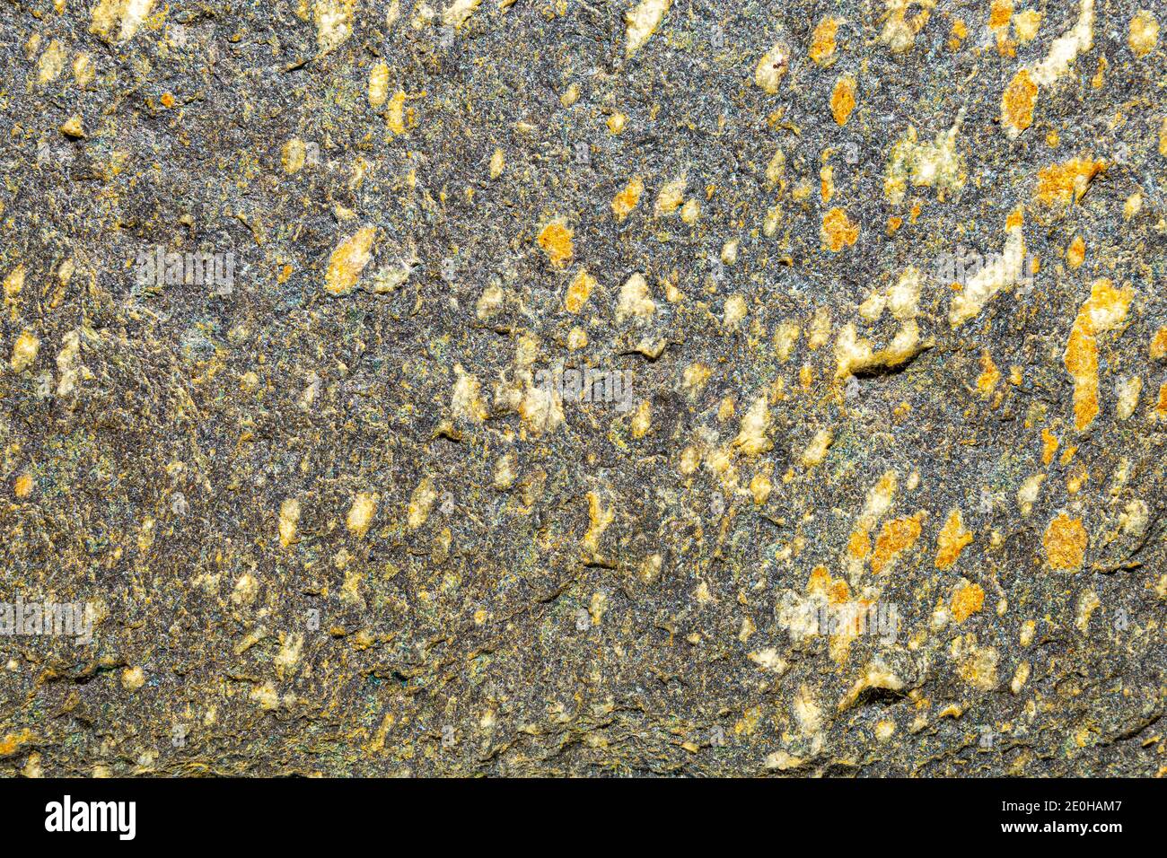 detail of a colorful sea stone, ideal for backgrounds and textures ...