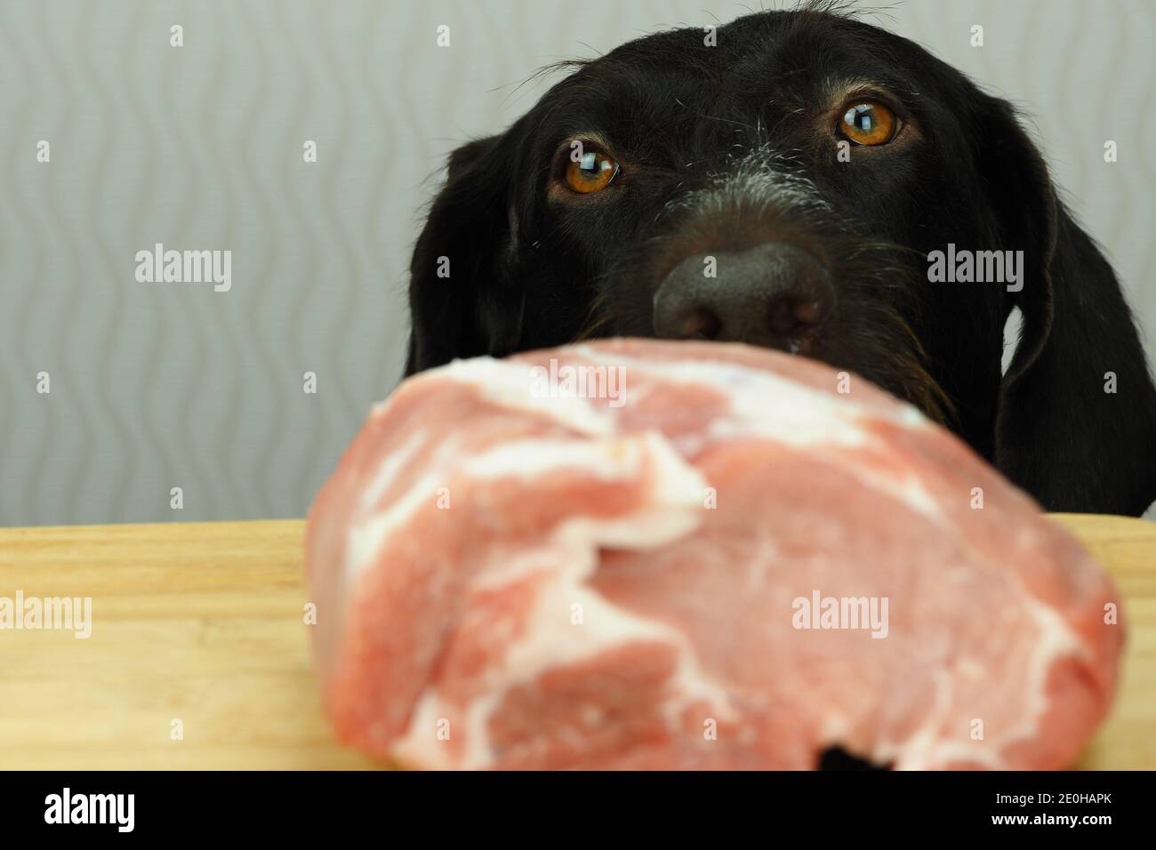Food for the domestic dog. The dog looks at the meat Stock Photo - Alamy