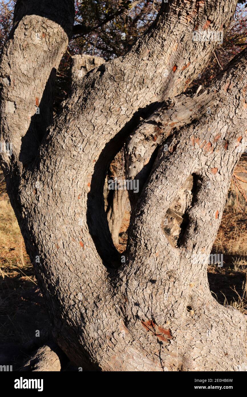 tree trunk close up in nature Stock Photo - Alamy