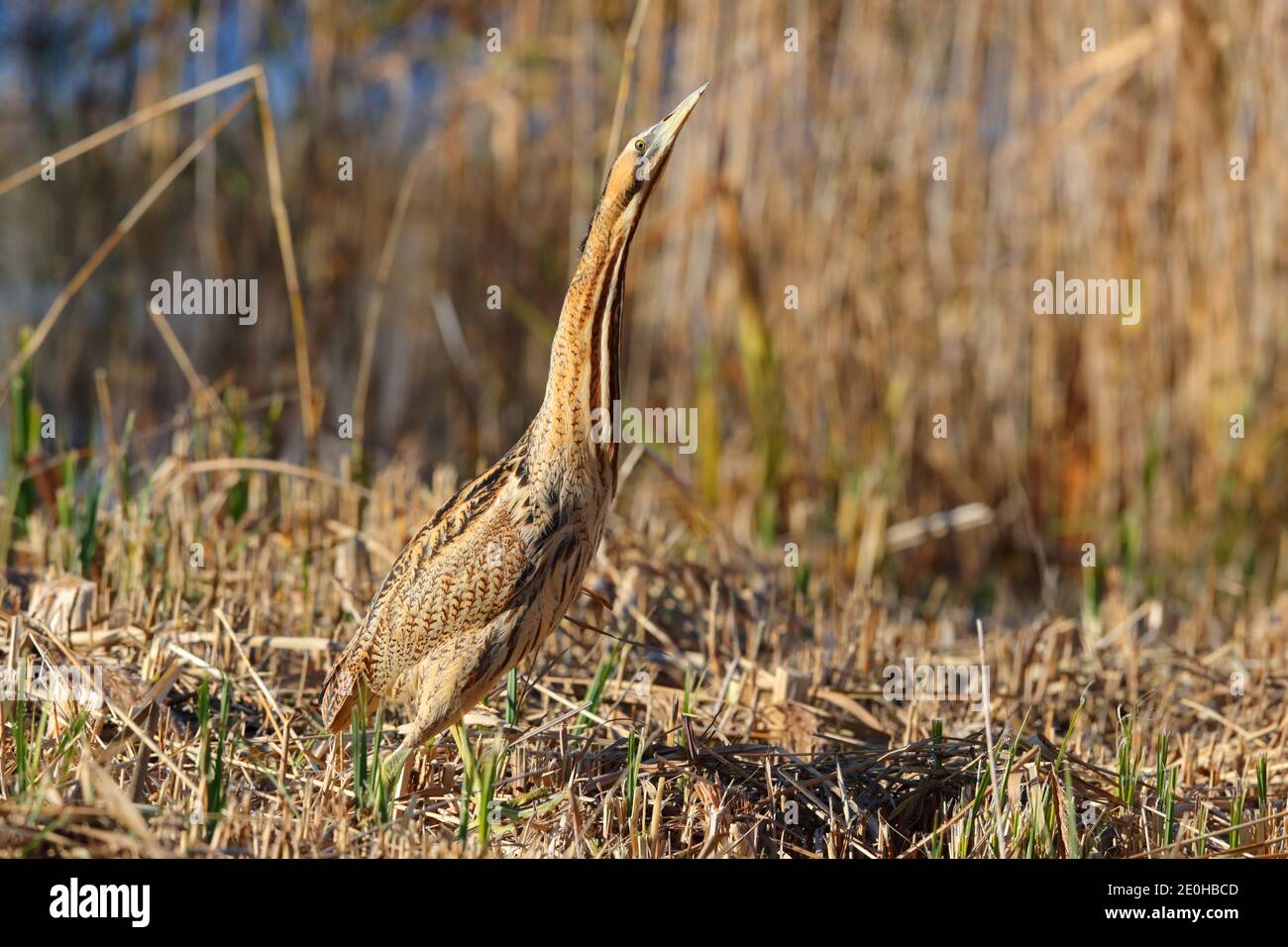 Bittern uk hi-res stock photography and images - Alamy