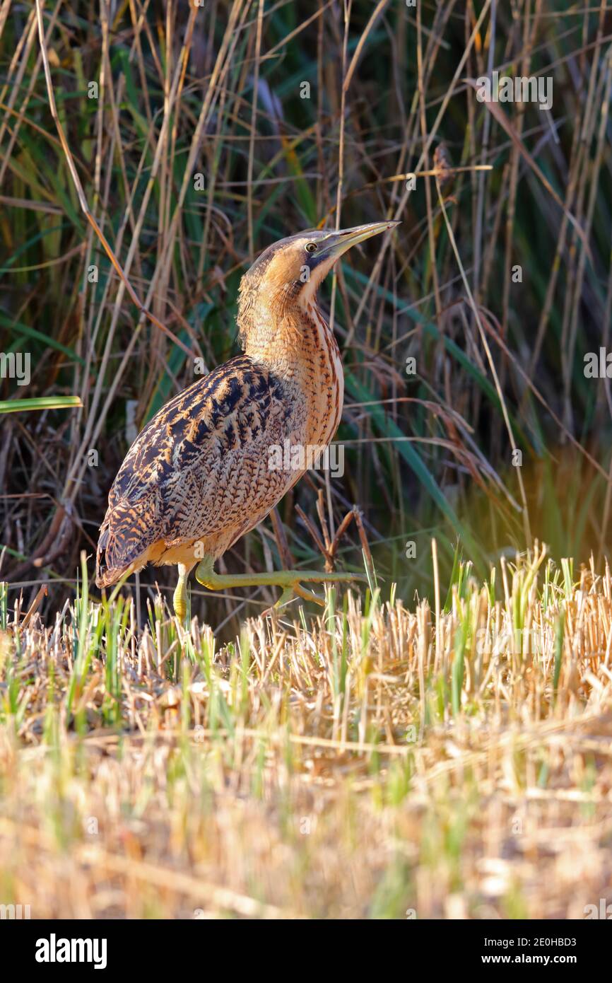 Eurasian bittern uk hi-res stock photography and images - Alamy
