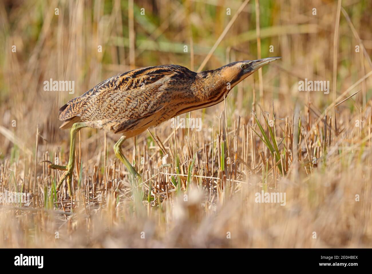 Eurasian bittern uk hi-res stock photography and images - Alamy