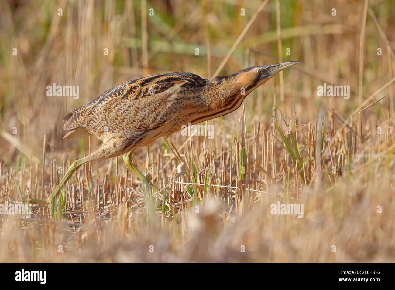 An adult Eurasian Bittern or Great Bittern (Botaurus stellaris) in ...
