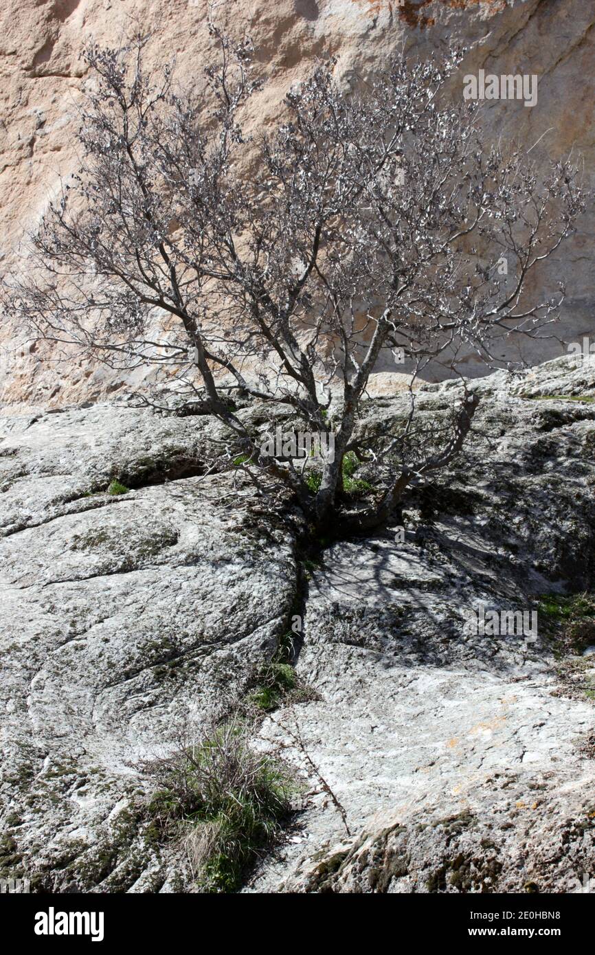 Tree growth in rock. Nature background Stock Photo - Alamy