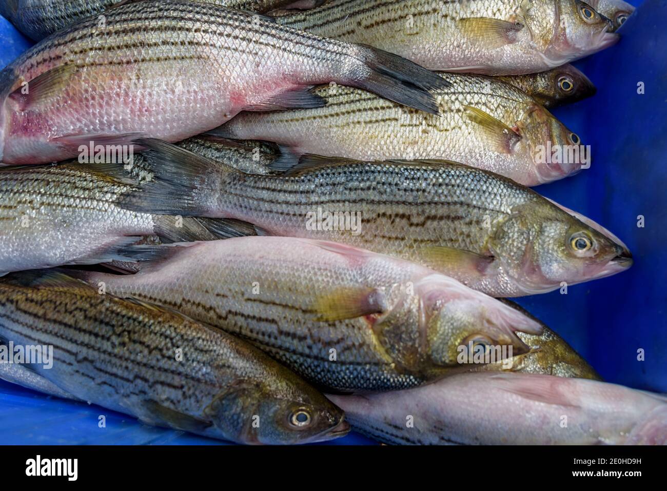 European bass, sea bass is a ocean-going fish. Seafood market in Israel ...