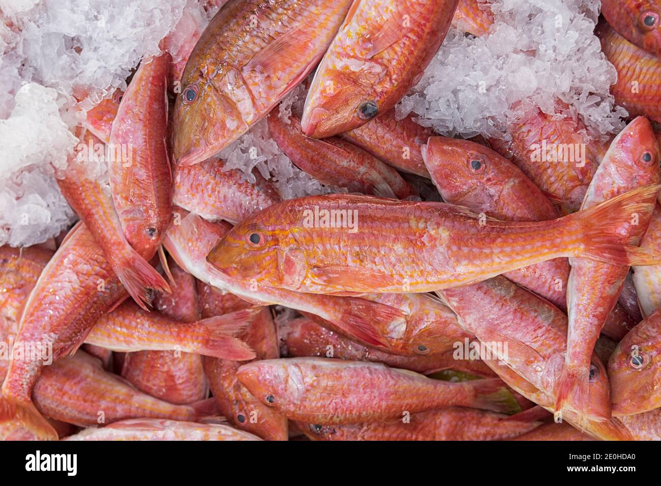 Fresh fish red mullet on ice. Seafood market. Fresh seafood. Concept of ...