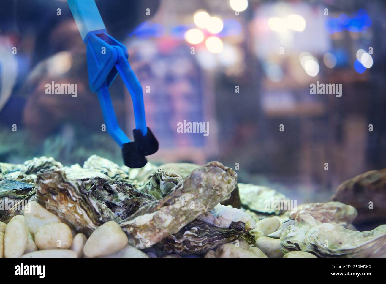 Tongs for catching oysters in the aquarium of a fish restaurant with ...