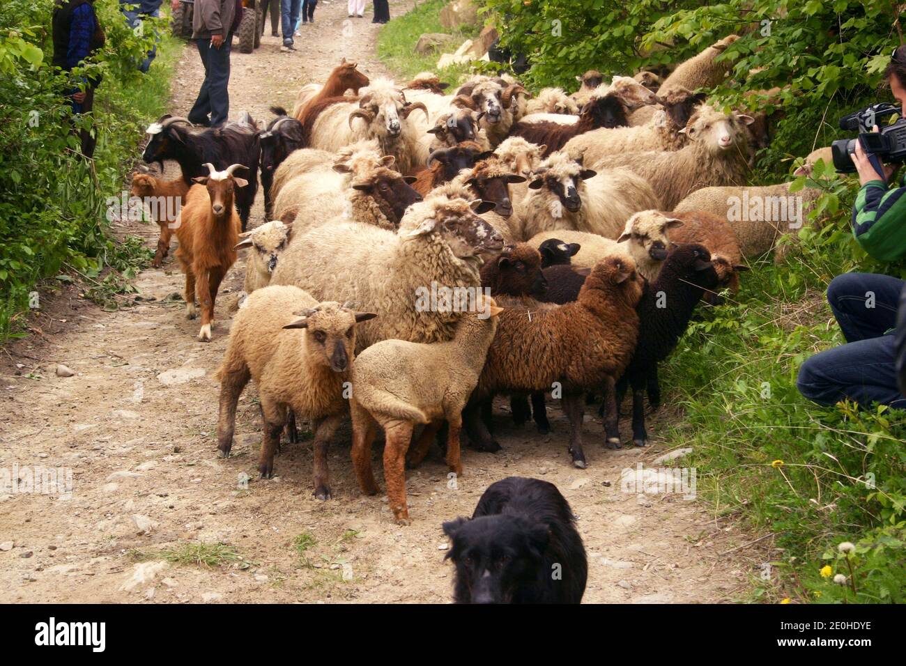 Sheep and goats in Romania's countryside posing for a videographer ...