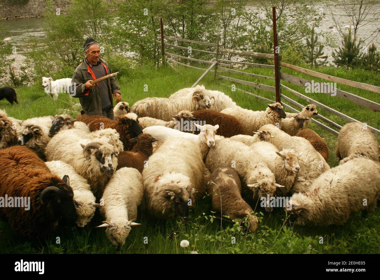 Shepherd and sheep in a pasture in Romania's countryside Stock Photo ...
