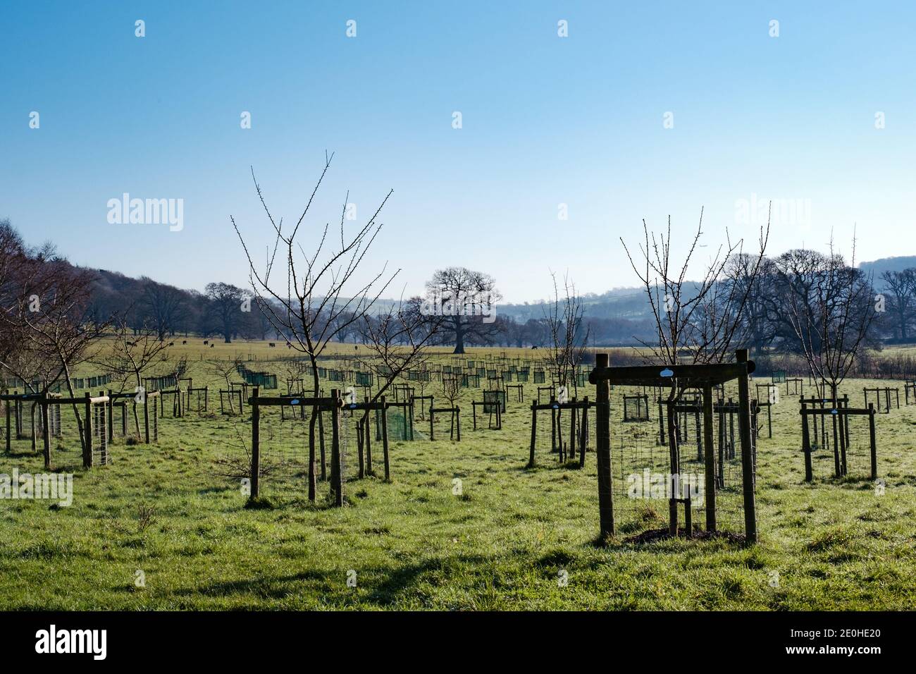Planting of new trees hi-res stock photography and images - Alamy