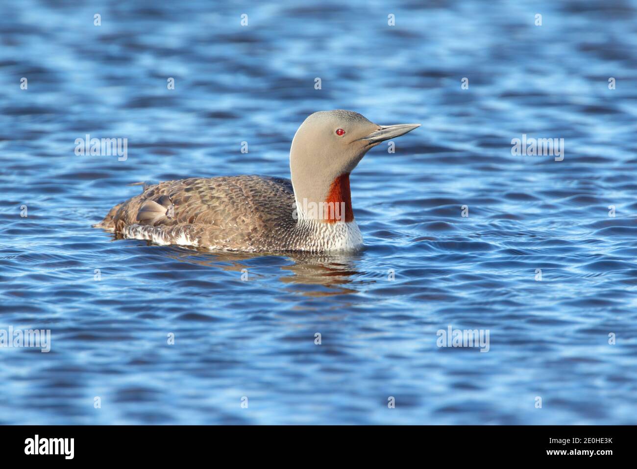 Red throated diver winter plumage hi-res stock photography and images ...