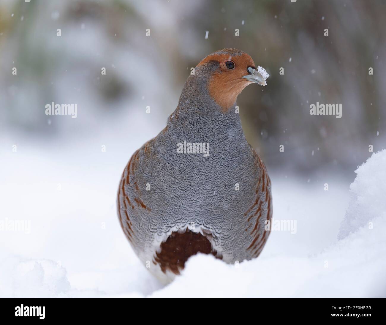 A Hungarian Partridge in the snow in North Dakota Stock Photo - Alamy