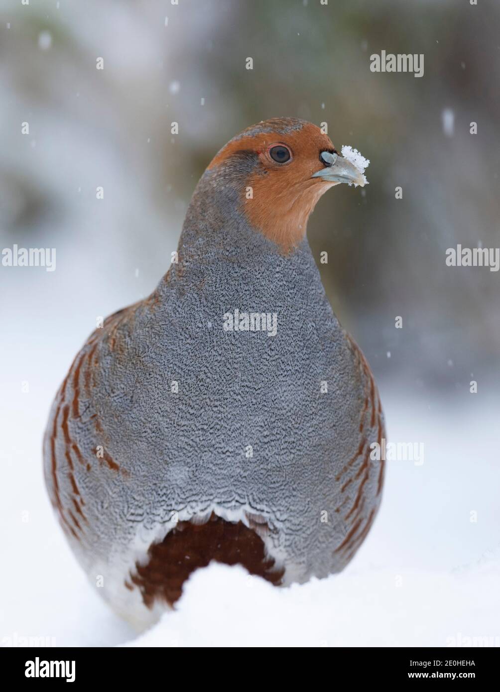 A Hungarian Partridge in the snow in North Dakota Stock Photo - Alamy