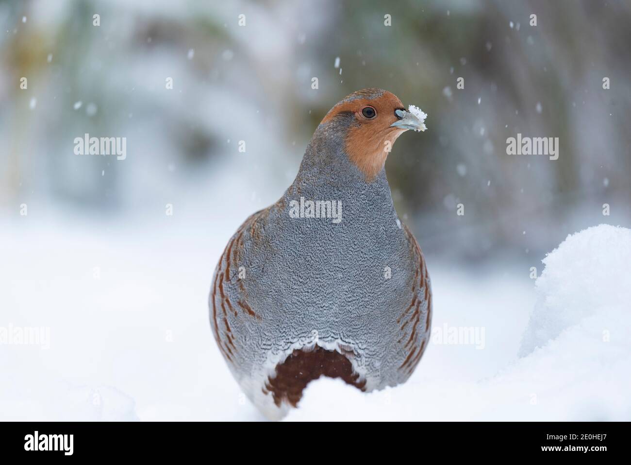 A Hungarian Partridge in the snow in North Dakota Stock Photo - Alamy