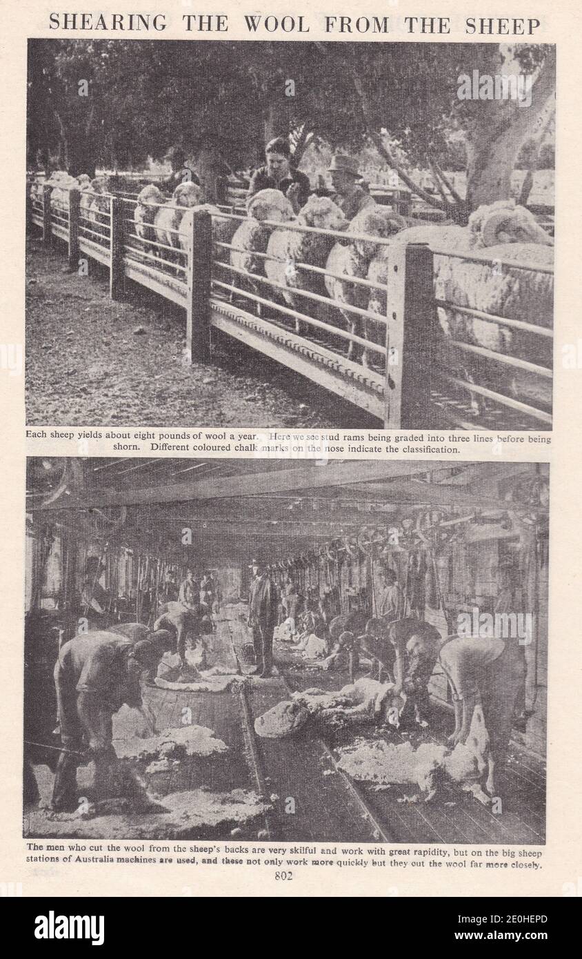 Vintage photos of the manufacturing of wool 1900s - Sheep grading and ...