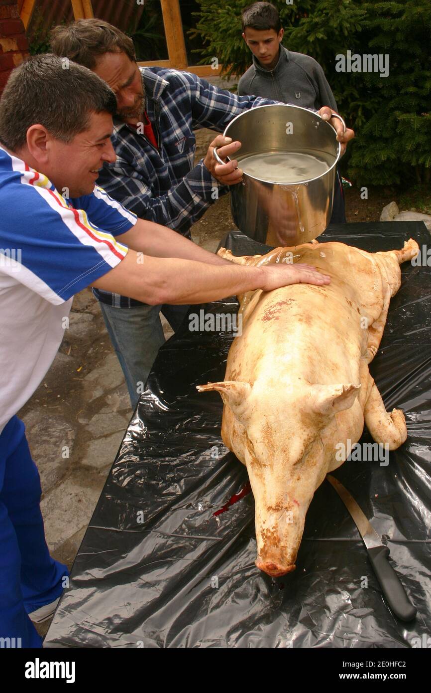 Butchering a pig in Romania's countryside. Pig being washed with warm ...