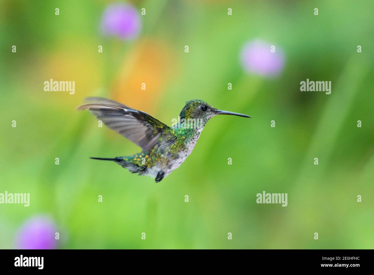 Chlorestes notata bird hi-res stock photography and images - Alamy