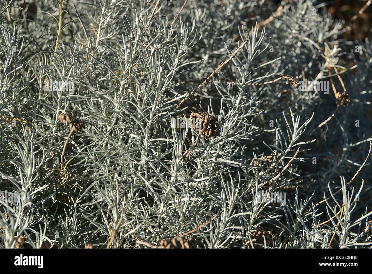 Beautiful background of silver sage (Artemisia cana). Evergreen shrub ...