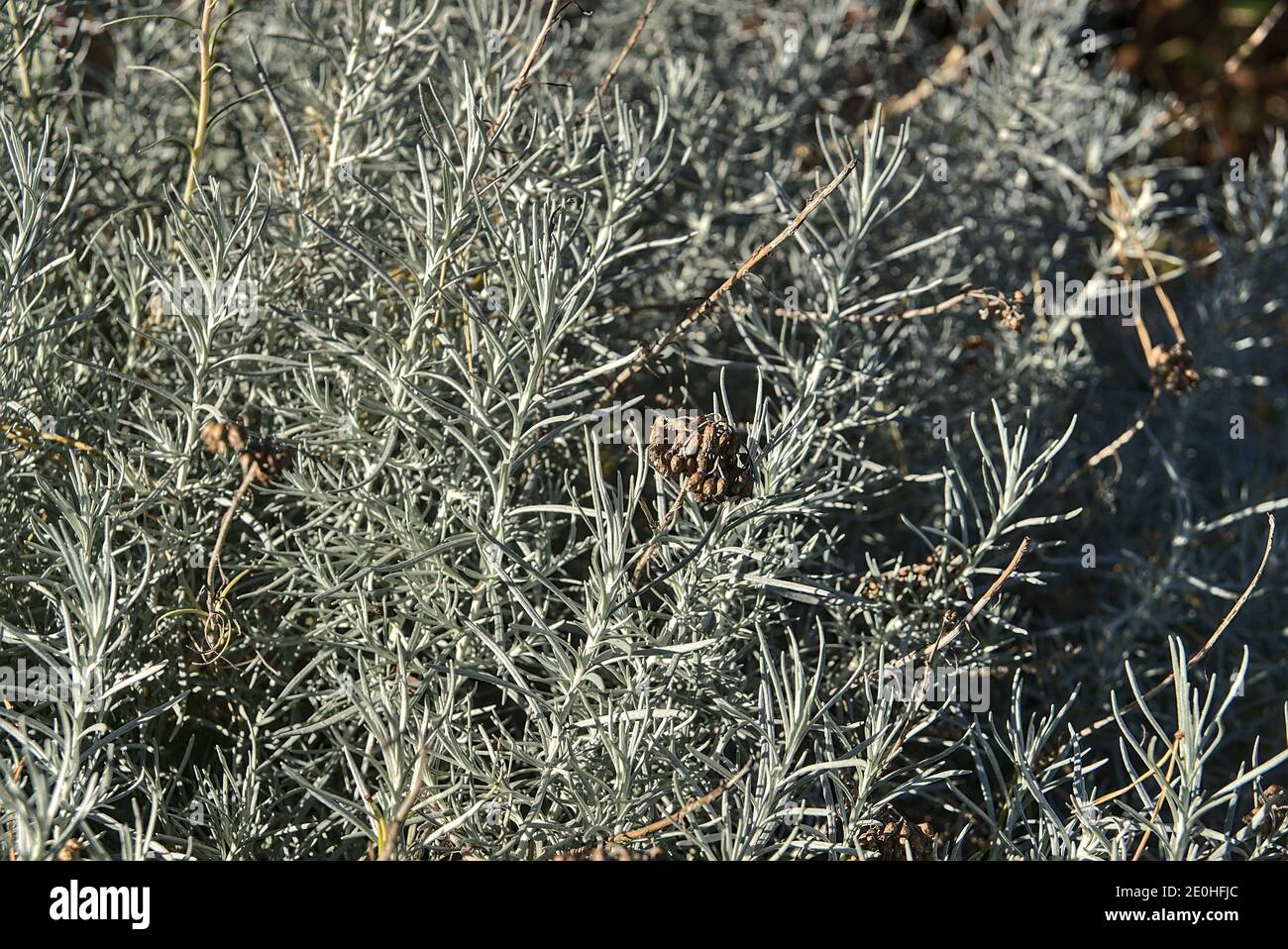 Beautiful background of silver sage (Artemisia cana). Evergreen shrub ...