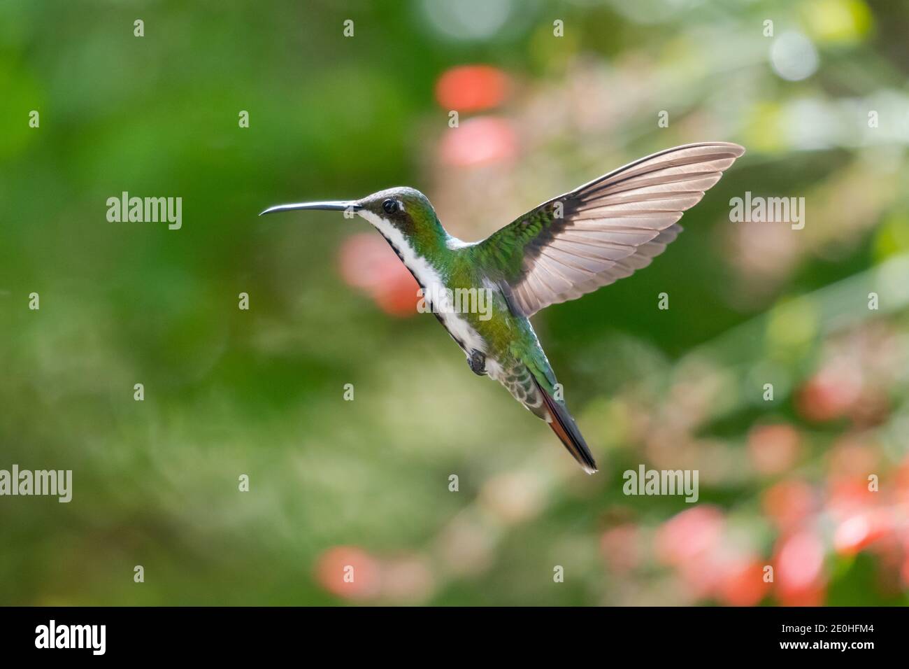 A side view of a female Black-throated Mango hummingbird ...