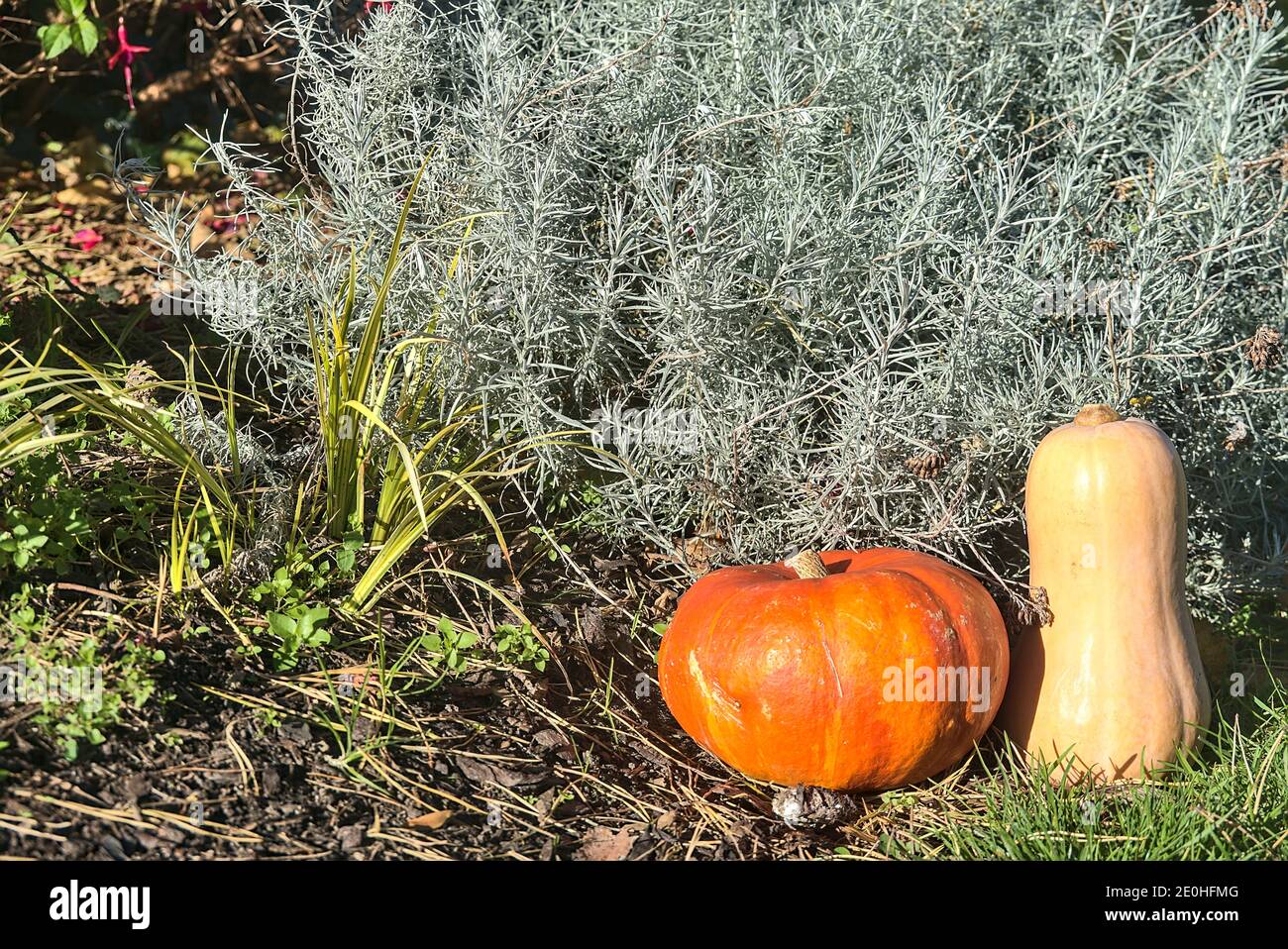 Beautiful and cozy autumn harvest background of pumpkin and butternut ...