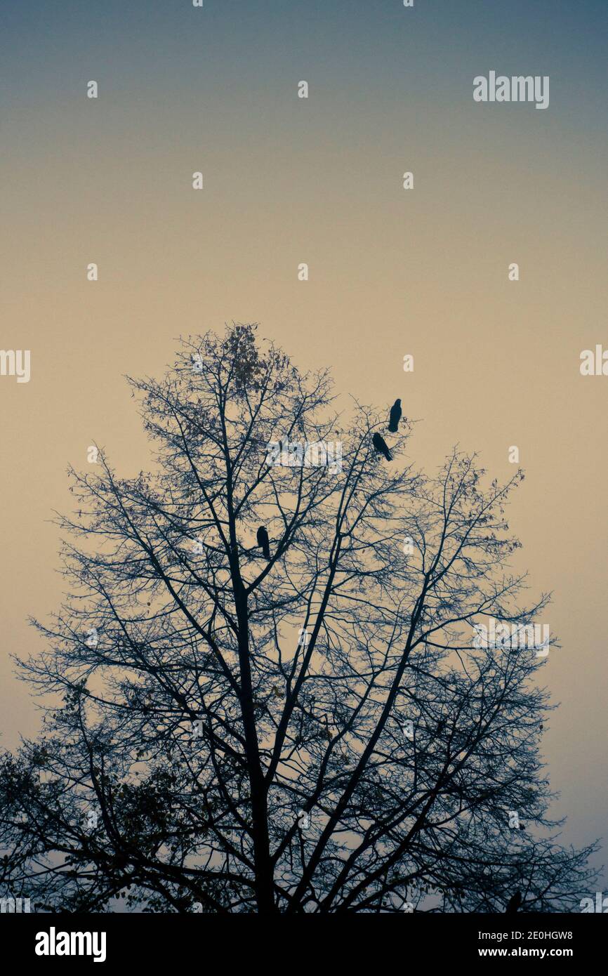 The tree of crows hi-res stock photography and images - Alamy