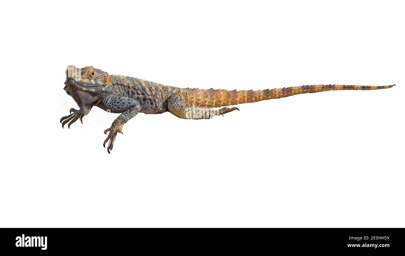 Agama, lizard, a genus of long-tailed, insectivorous Old World lizards ...