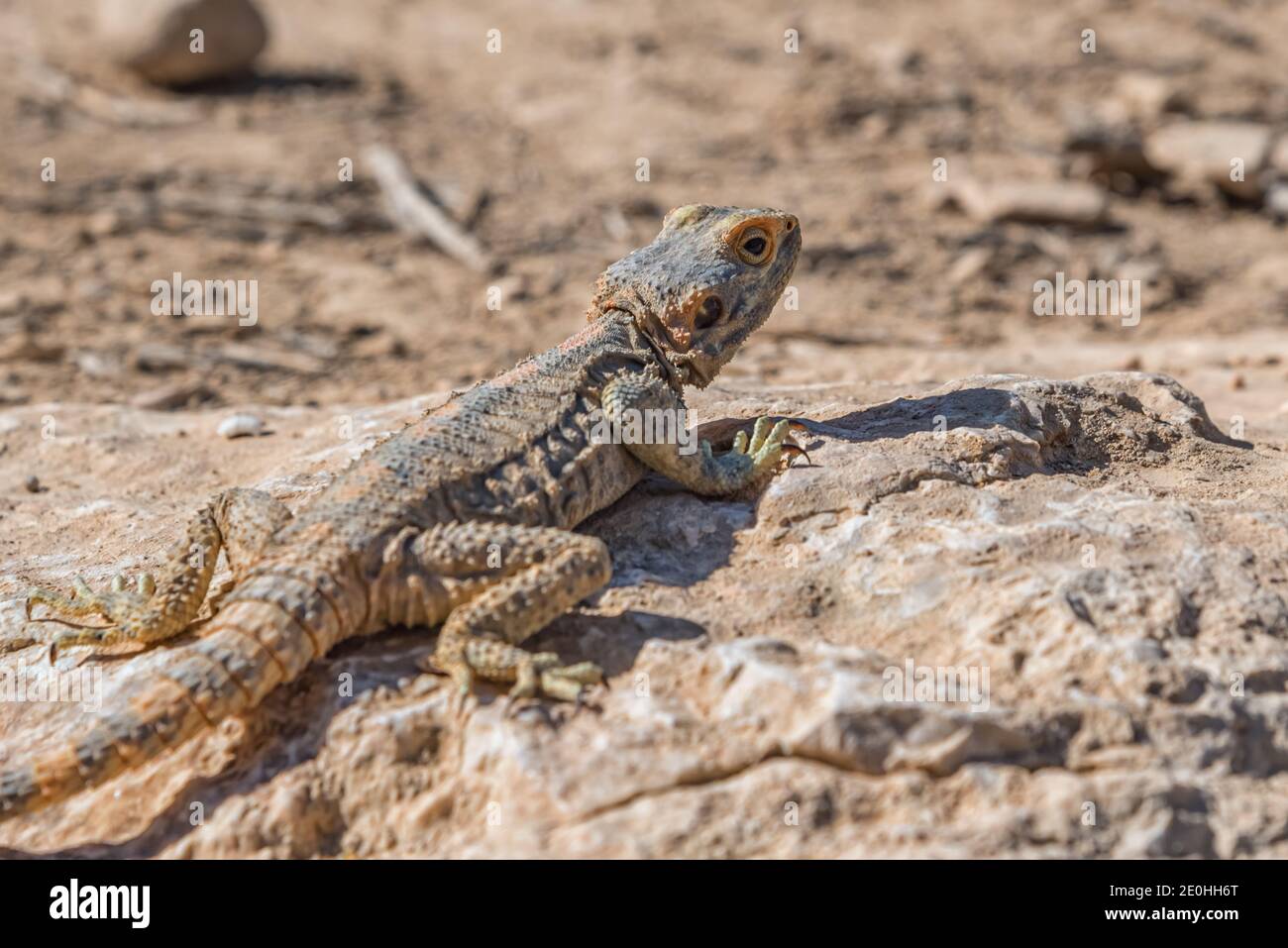 Agama, lizard, a genus of long-tailed, insectivorous Old World lizards ...