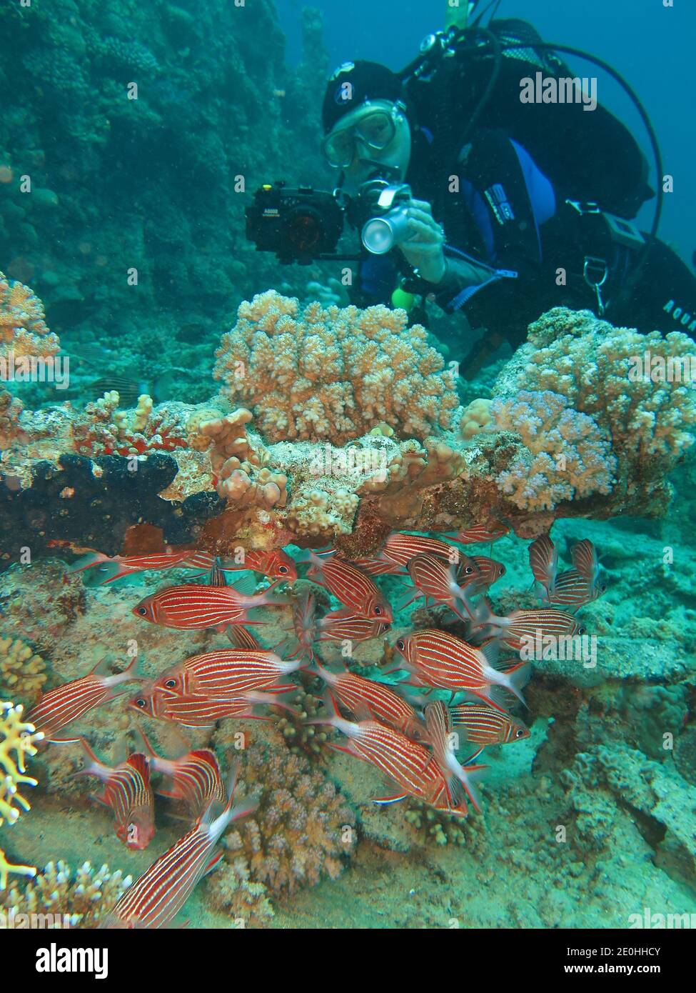 Rotes meer fisch hi-res stock photography and images - Alamy