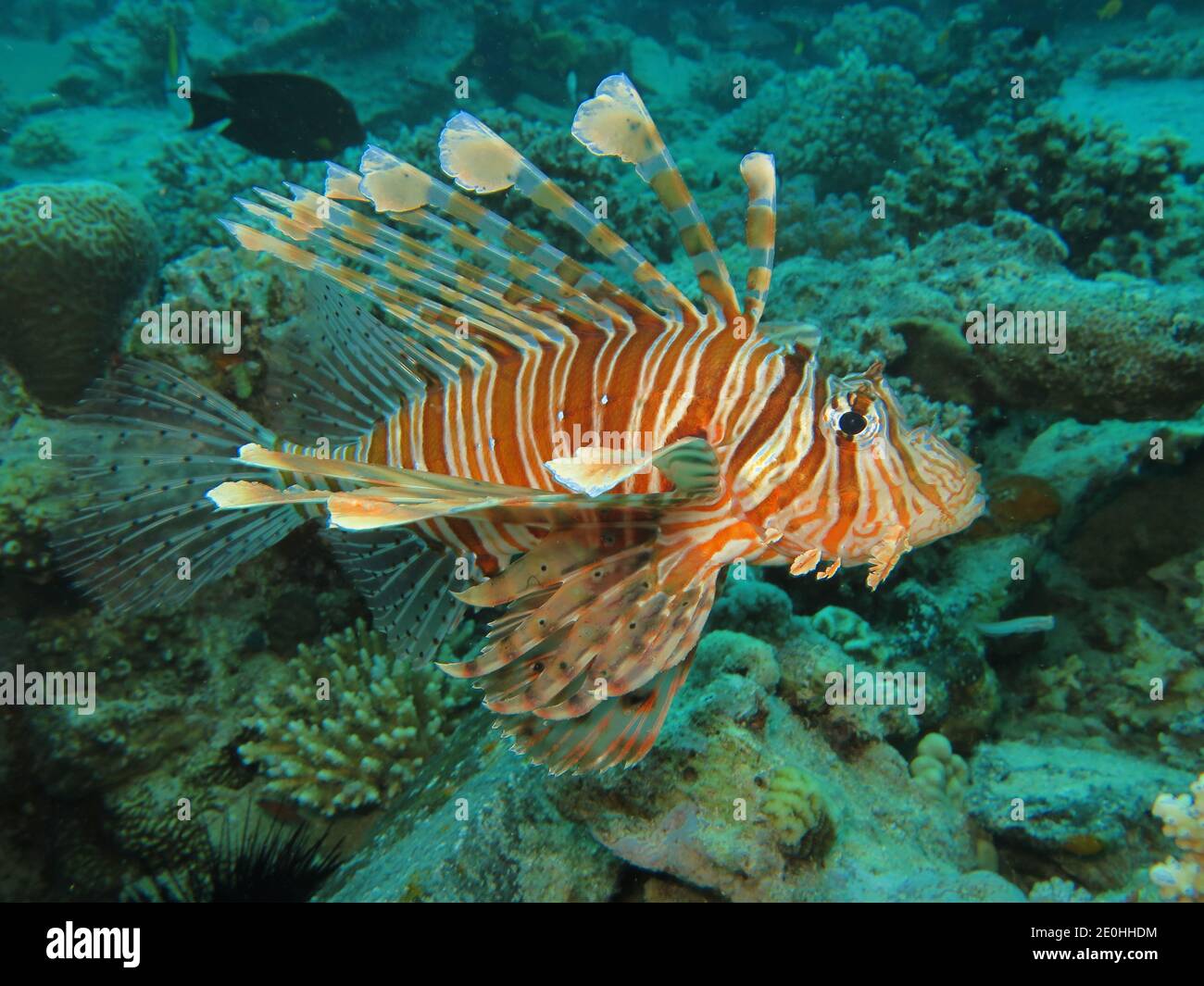 Rotfeuerfisch (Pterois volitans), Small Gobal Island, Wrack "The Barge ...