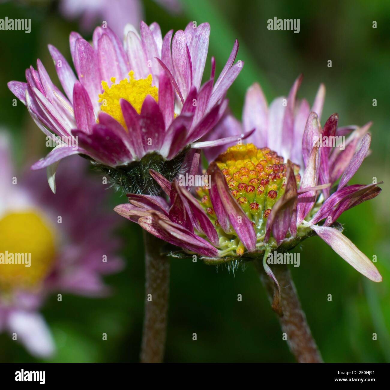 Two vibrant flowers hi-res stock photography and images - Alamy