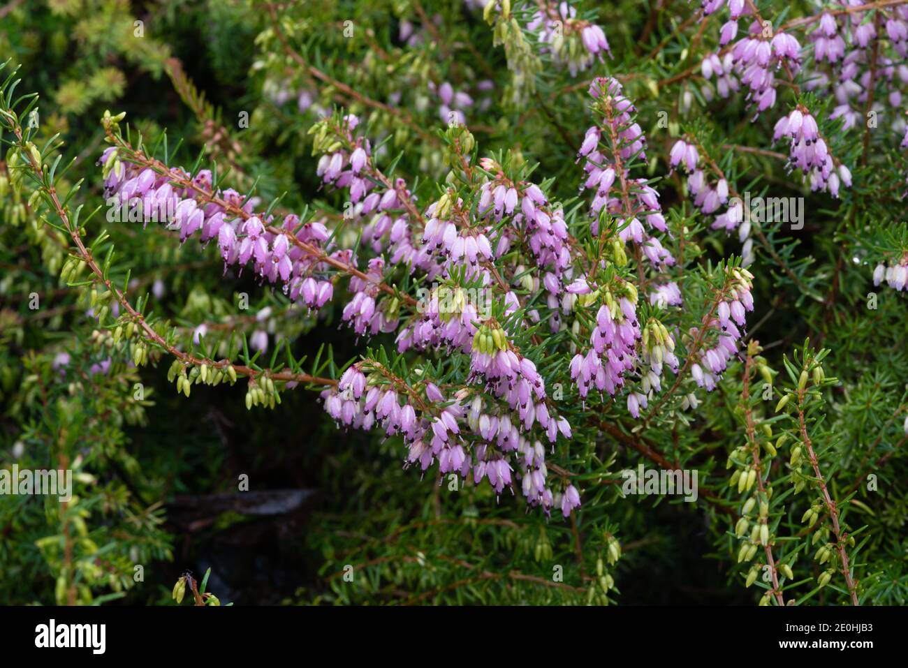 Erica carnea springwood pink hi-res stock photography and images - Alamy