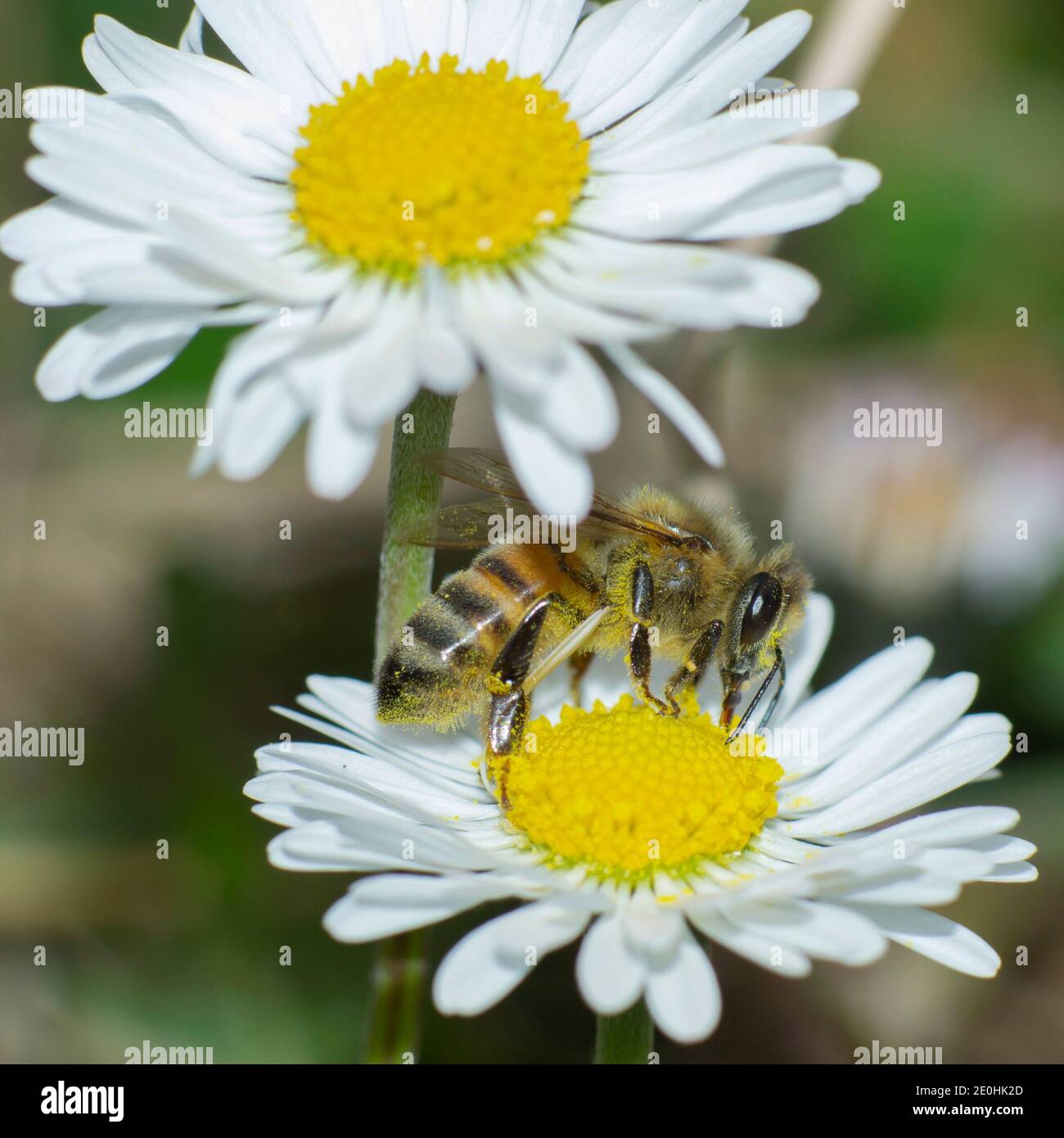Bee hard work pollinating bright hi-res stock photography and images ...