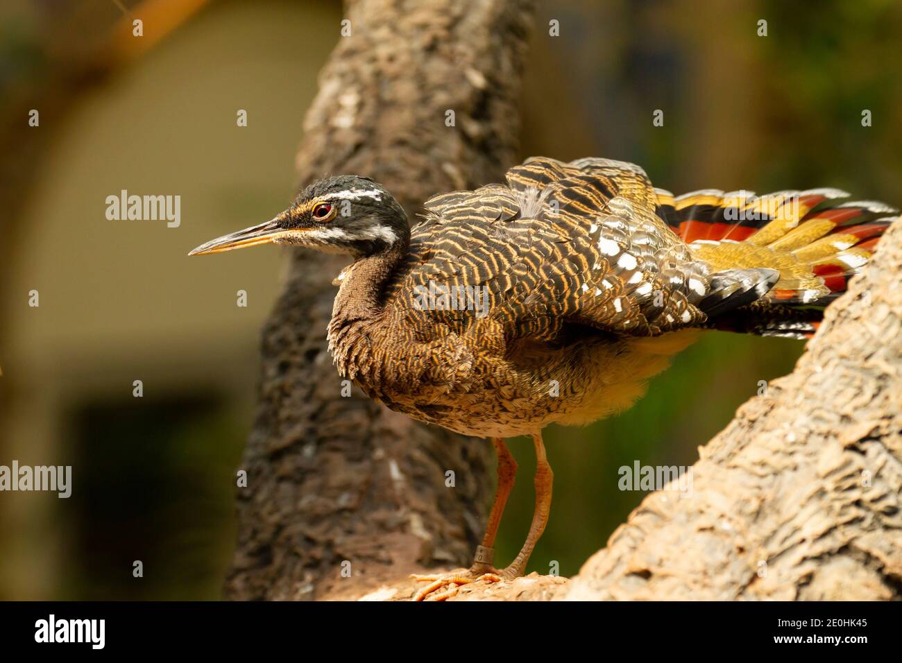 Sunbittern (Eurypyga helias) captive Stock Photo - Alamy