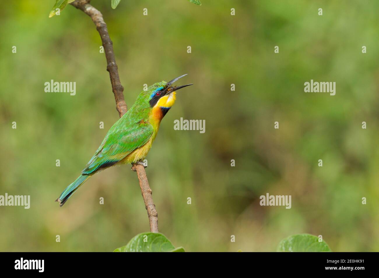 Little Bee-eater (Merops pusillus), East African Race. Catching and ...