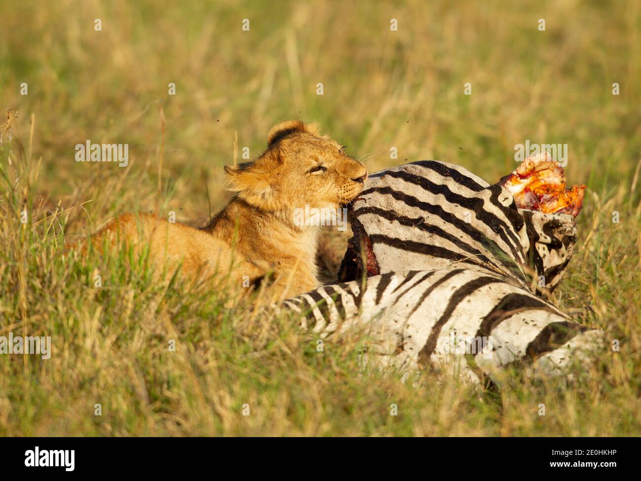 Lion Eating Zebra Clipart