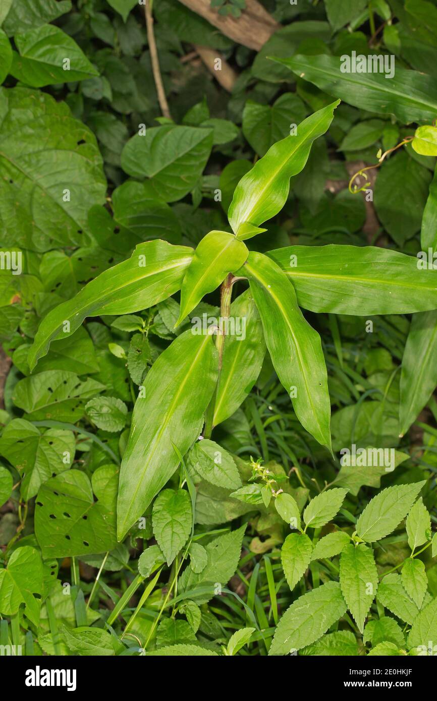 Commelina Virginica High Resolution Stock Photography and Images - Alamy