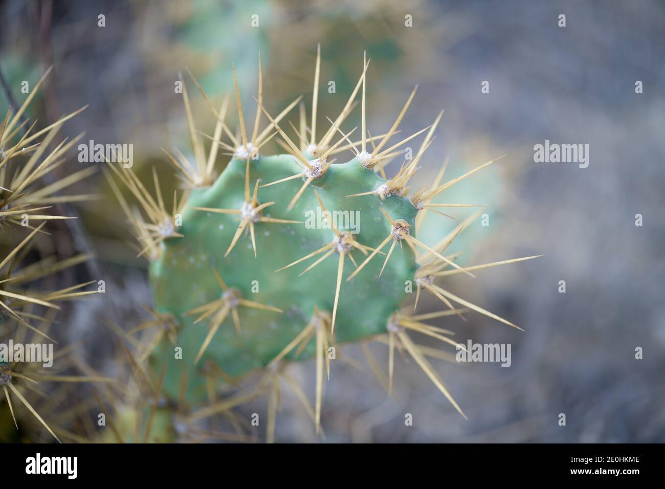 Yellow Spikes High Resolution Stock Photography and Images - Alamy