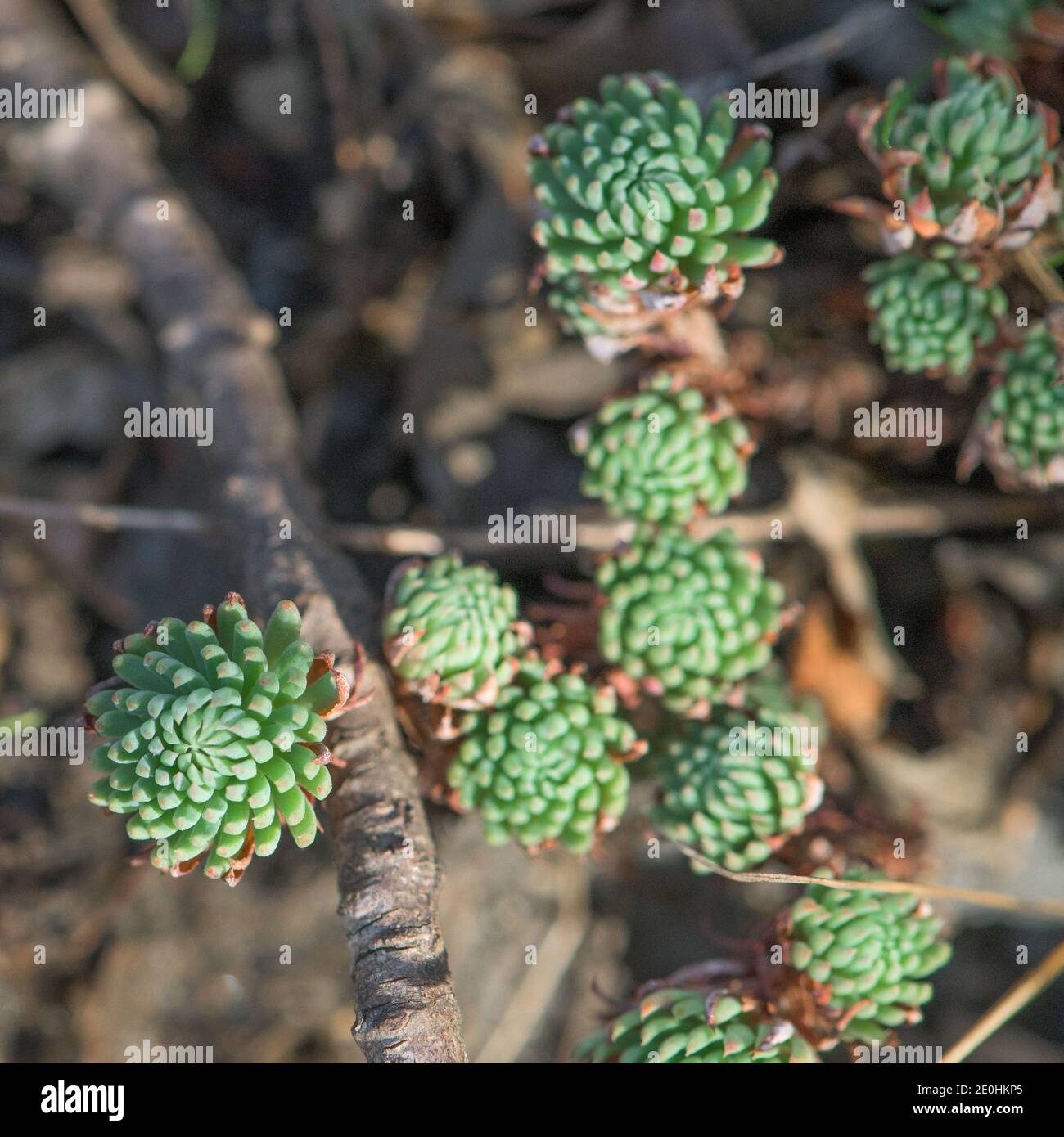 Symmetrical cactus hi-res stock photography and images - Alamy