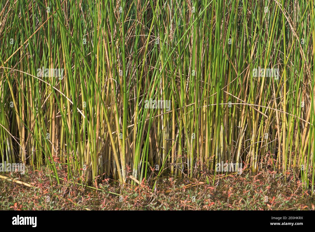Flexible texture hi-res stock photography and images - Alamy